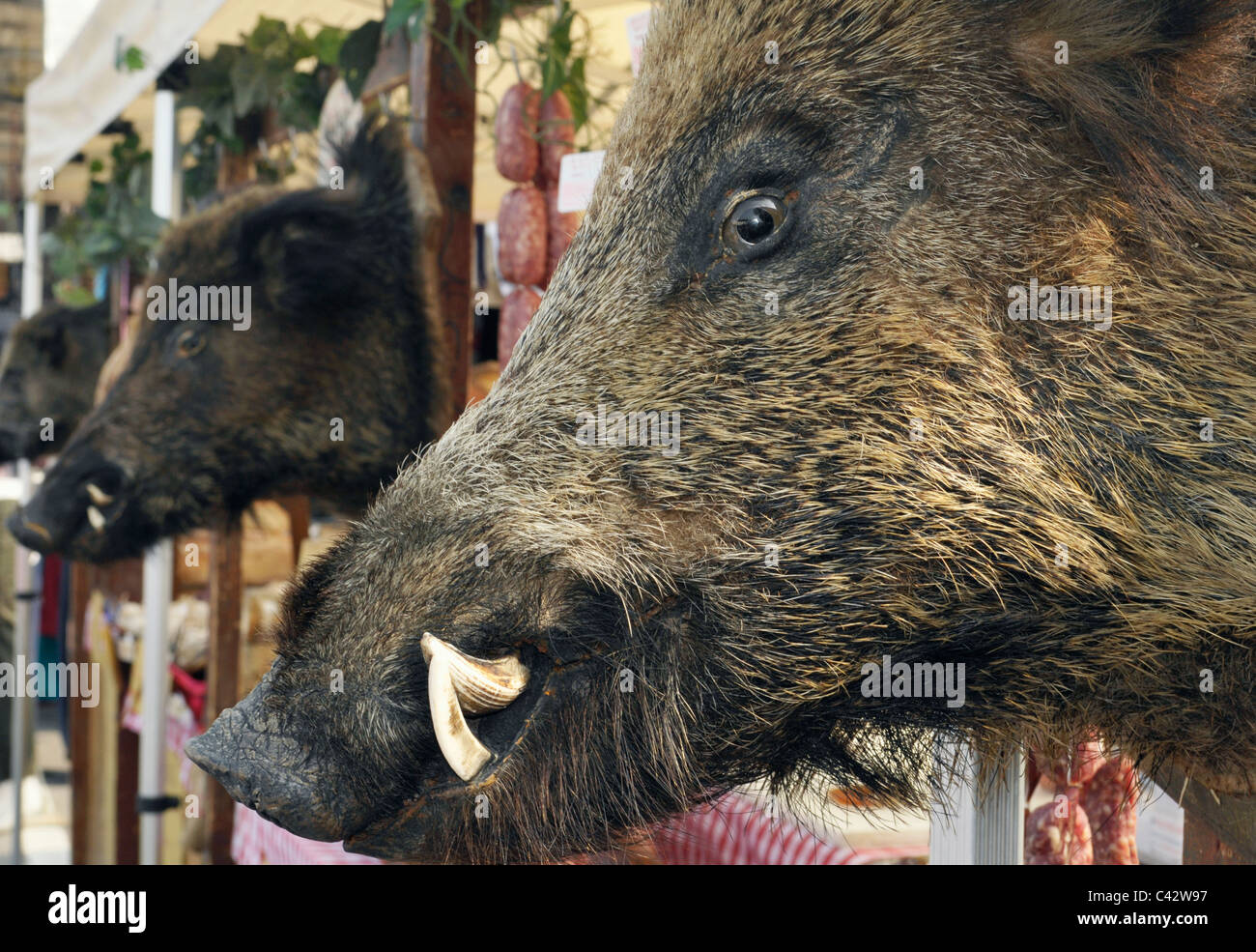 Stuffed animal heads hi-res stock photography and images - Alamy