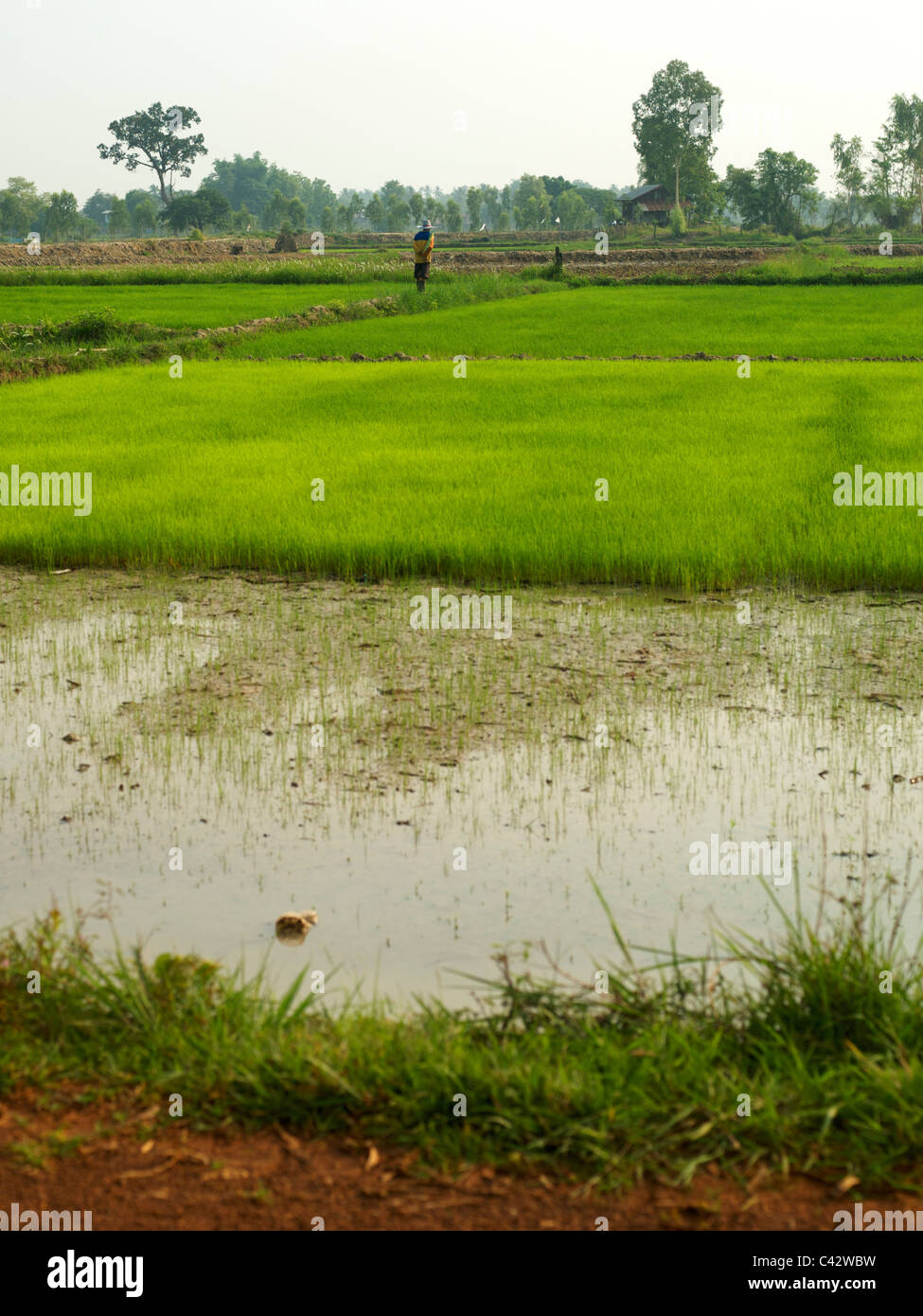 Water for flooding paddy field hi-res stock photography and images - Alamy