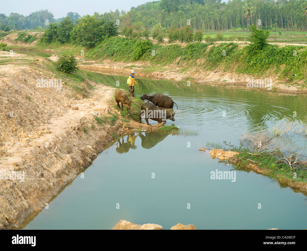 Thailand water buffalo hi-res stock photography and images - Alamy