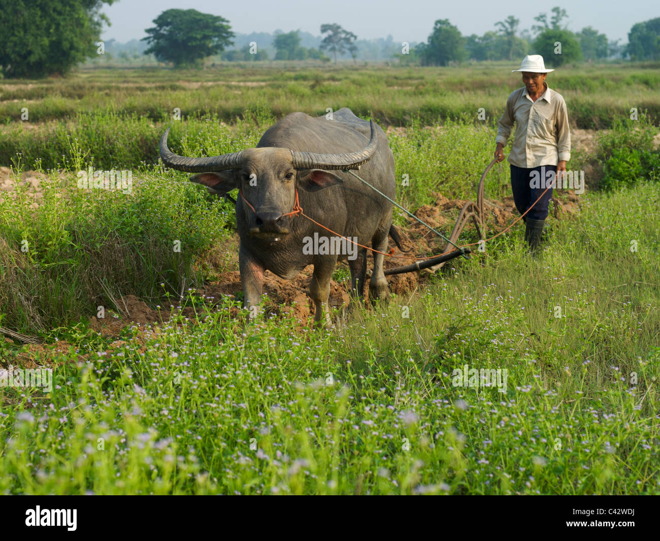 Rice plough hi-res stock photography and images - Alamy