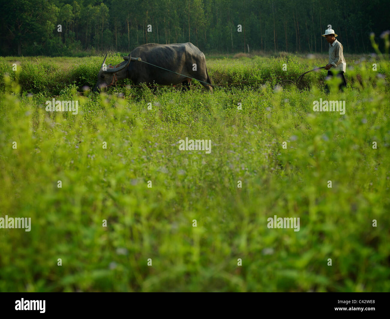 Asian farmer plough buffalo hi-res stock photography and images - Alamy