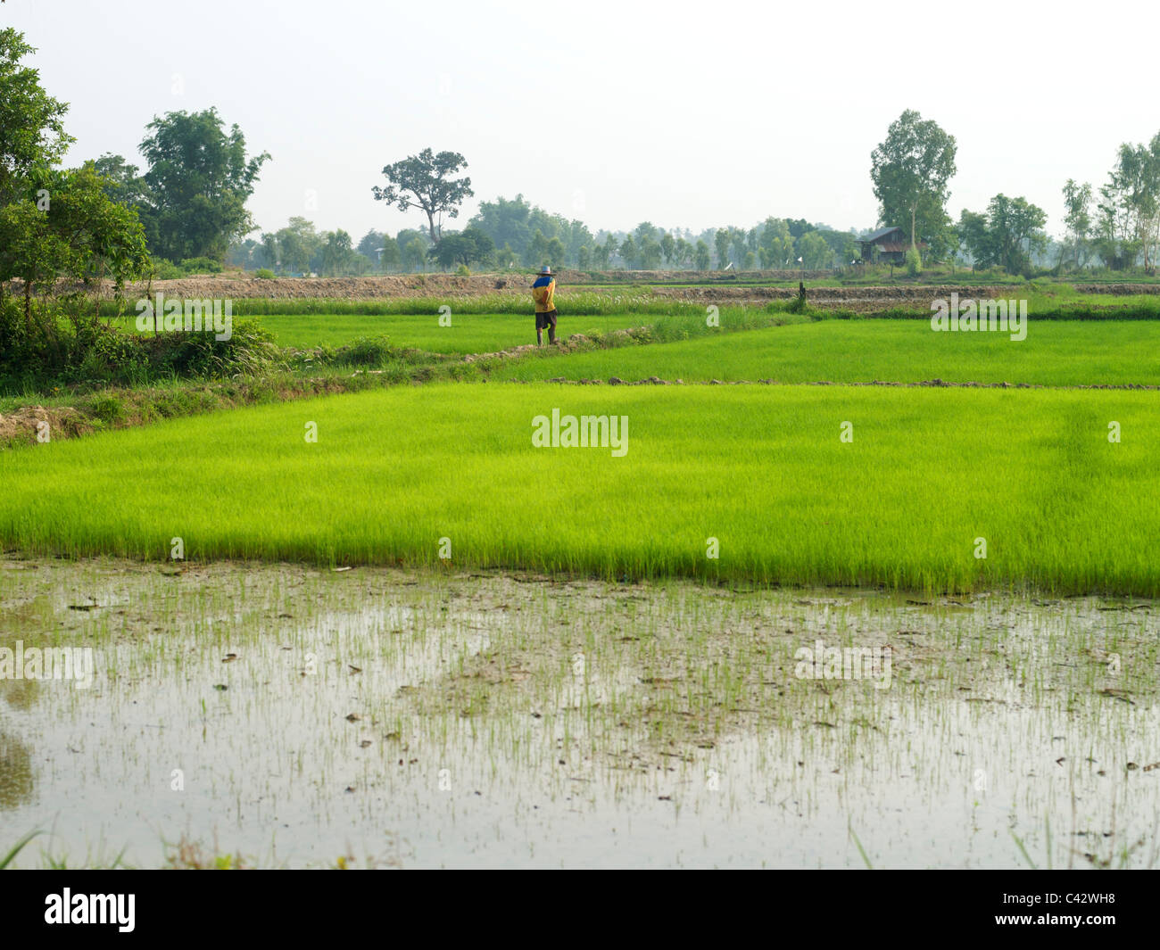 Water for flooding paddy field hi-res stock photography and images - Alamy