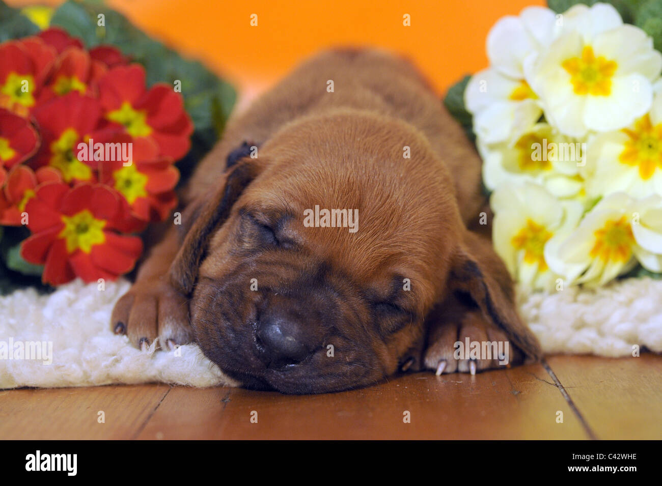 Rhodesian Ridgeback (Canis lupus familiaris). Puppy sleeping next to ...