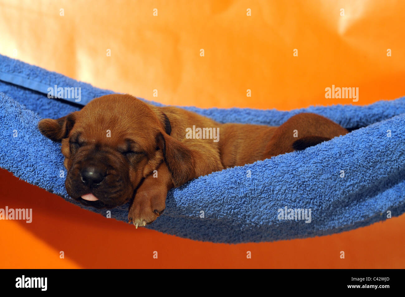 Rhodesian Ridgeback (Canis lupus familiaris). Puppy sleeping in a towel ...