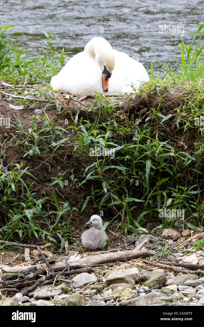 Female swan hi-res stock photography and images - Alamy