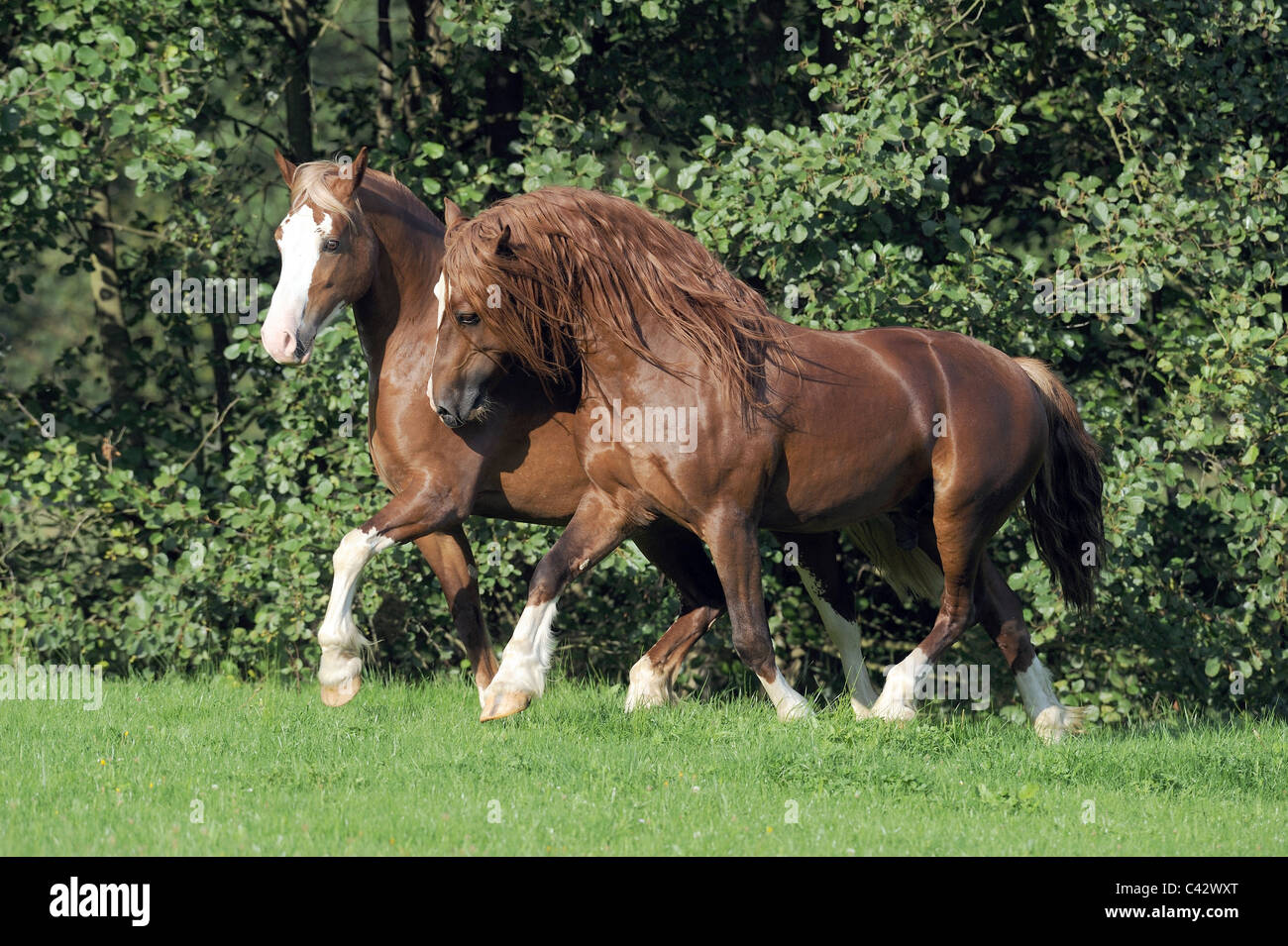Welsh cob hi-res stock photography and images - Alamy