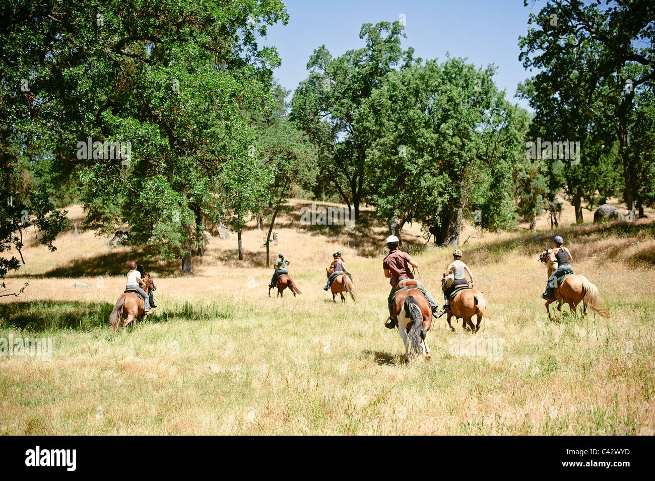 Group of horseback riders canter through field Stock Photo - Alamy