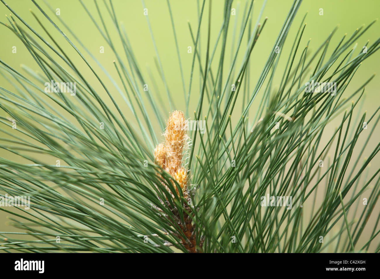 Close up of pine tree branch Stock Photo - Alamy