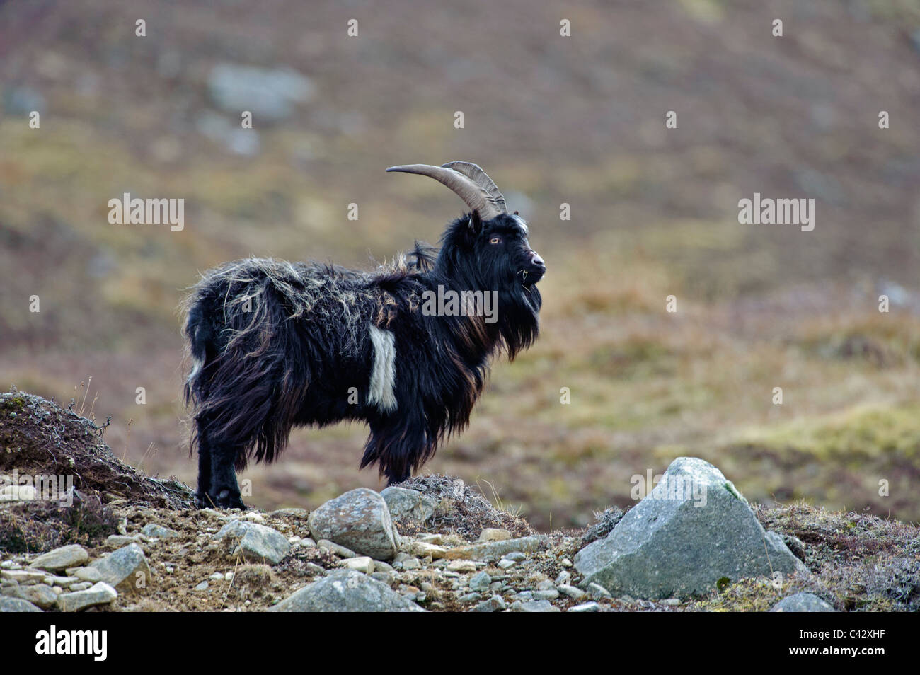 Wild goat capra aegagrus hi-res stock photography and images - Alamy