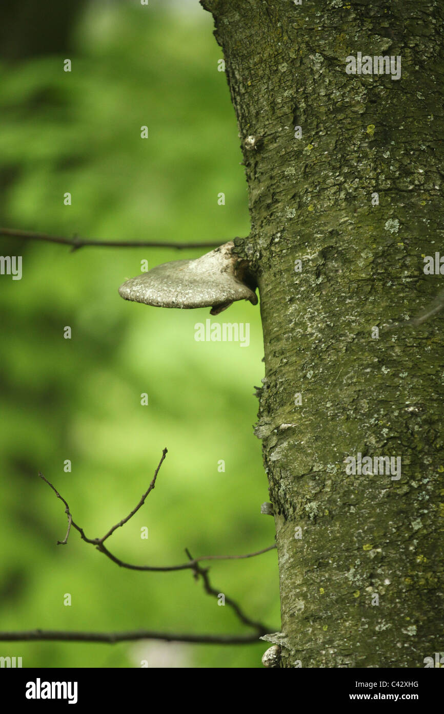 Focused tree trunk with blurred green background Stock Photo - Alamy