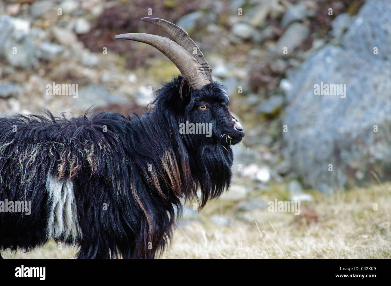 Feral goat hi-res stock photography and images - Alamy
