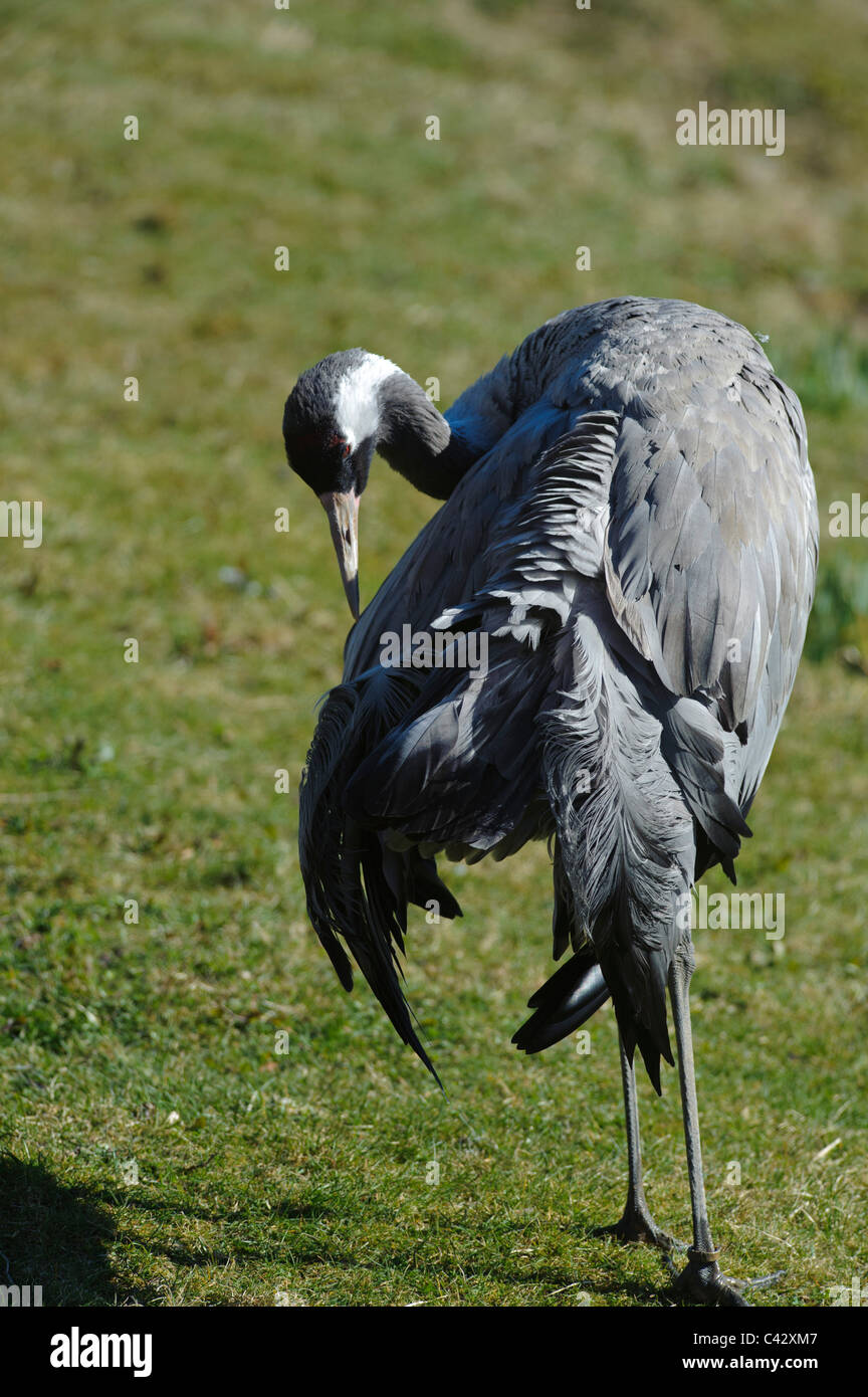 Common Crane, (Grus grus Stock Photo - Alamy