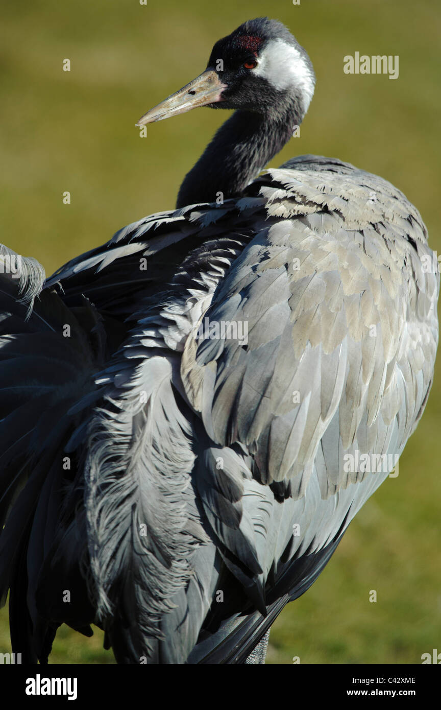 Curved crane hi-res stock photography and images - Alamy