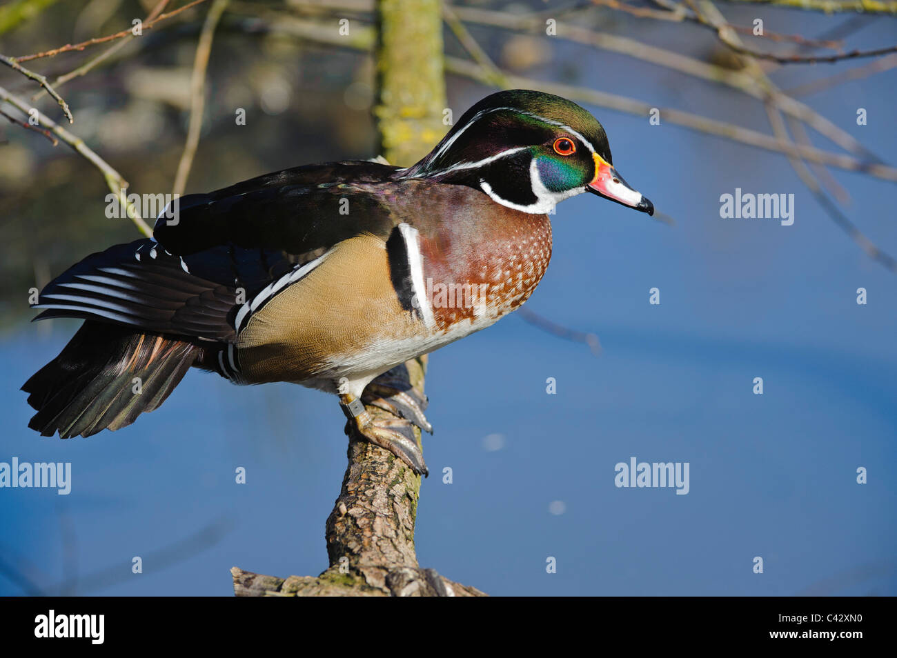 Wood Duck (Aix Sponsa), male, spring Stock Photo - Alamy