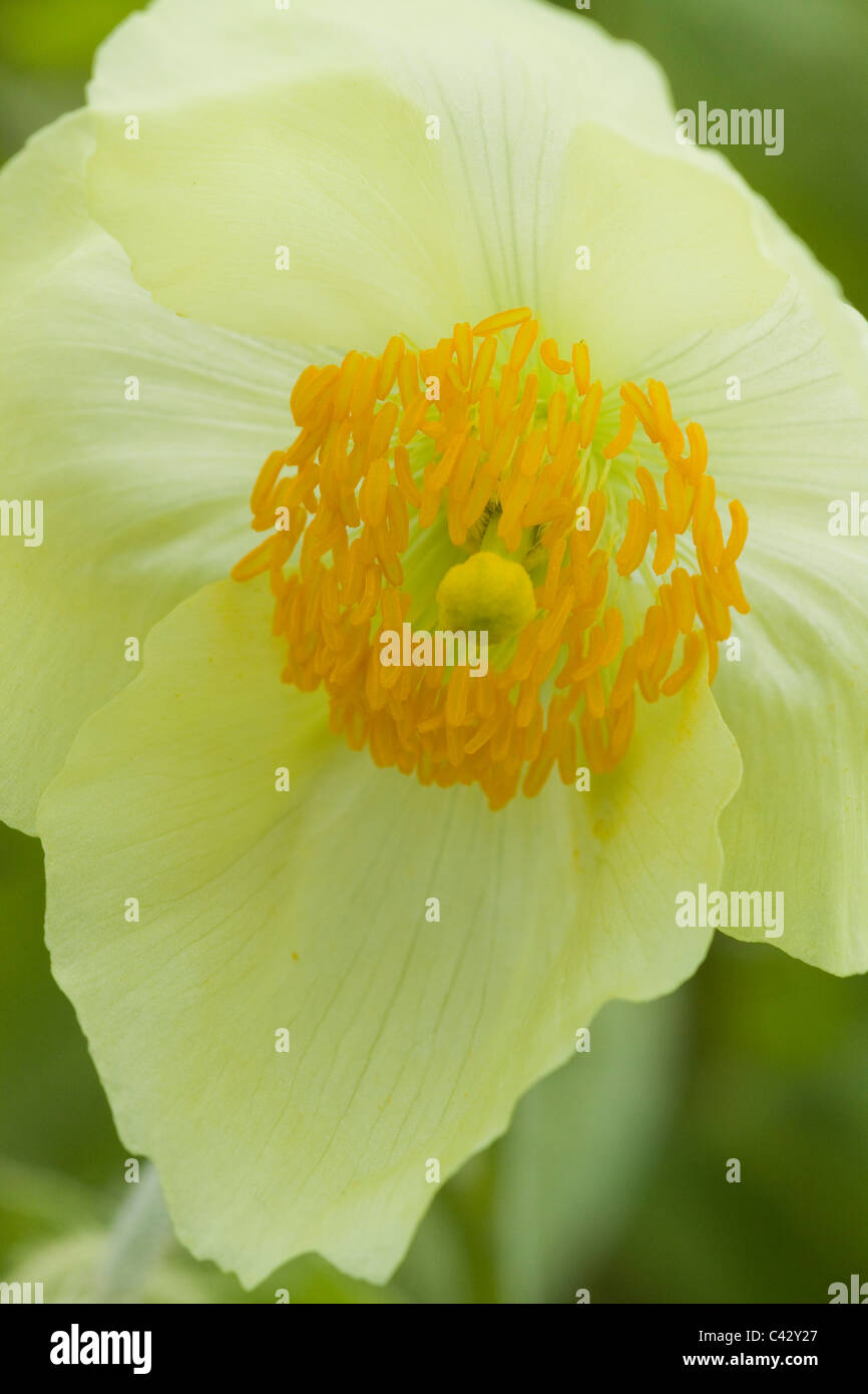 Welsh Poppy Meconopsis cambrica Stock Photo - Alamy
