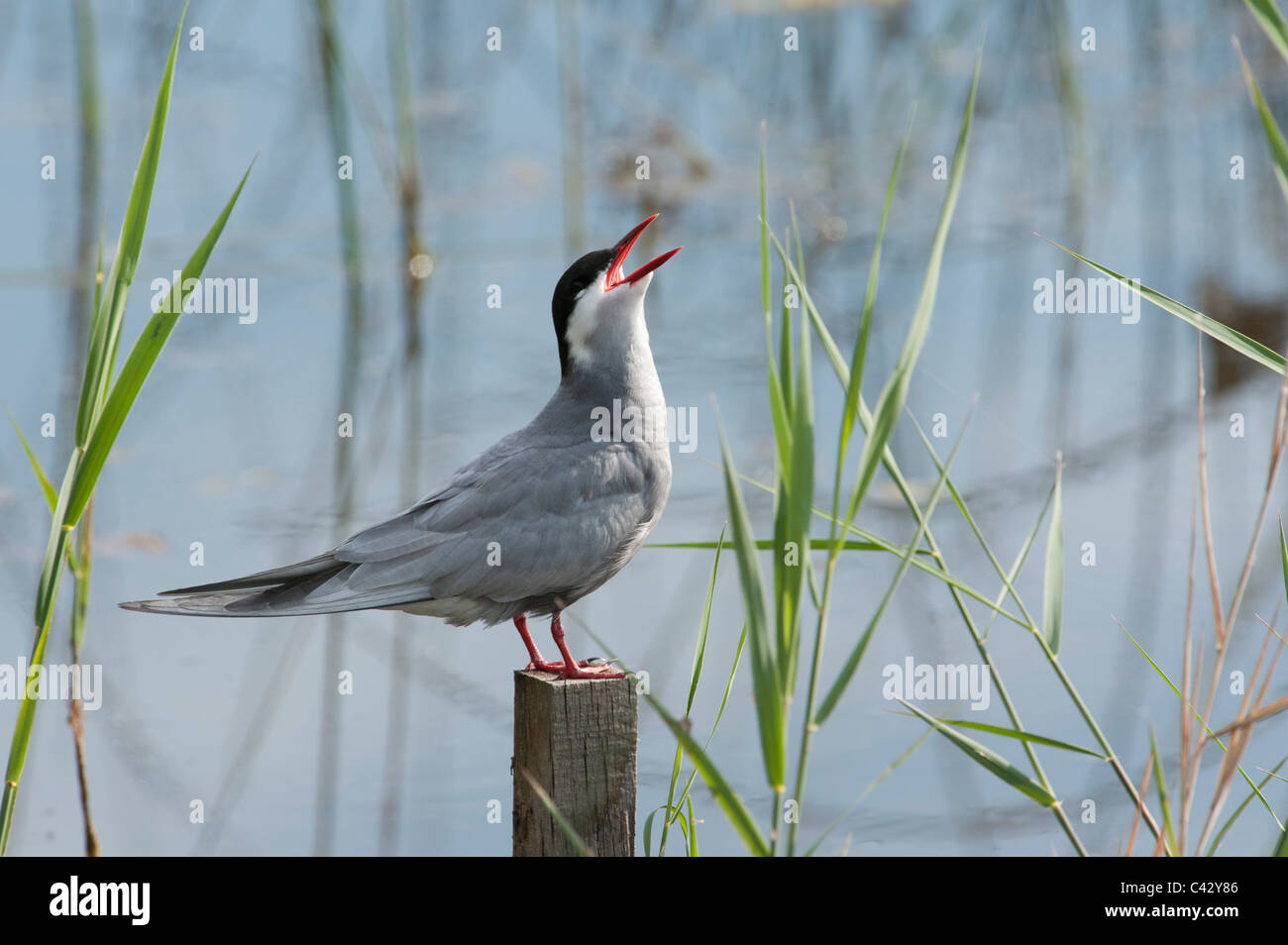 Tern whiskered chlidonias hybridus hi-res stock photography and images ...