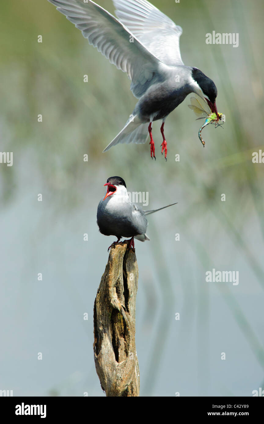 Insect courtship hi-res stock photography and images - Alamy