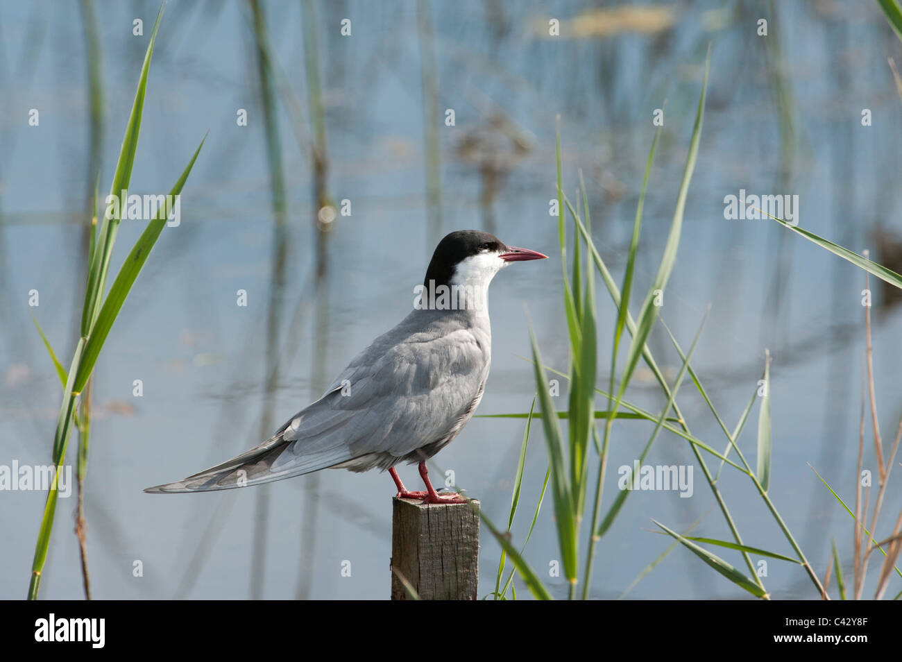 Marsh tern hi-res stock photography and images - Alamy