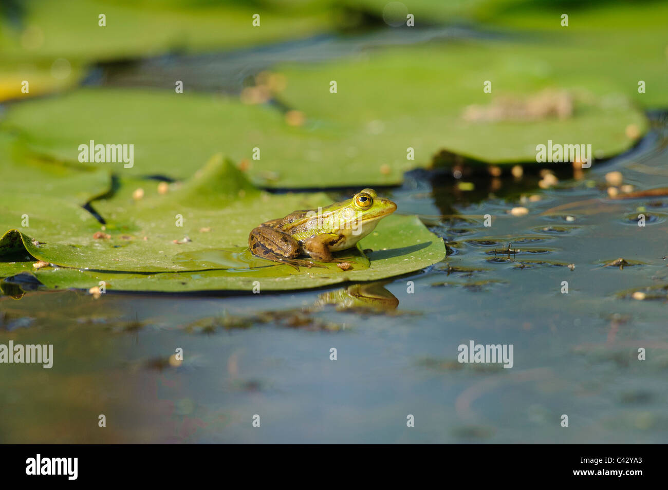 Frog on lily pad hi-res stock photography and images - Alamy