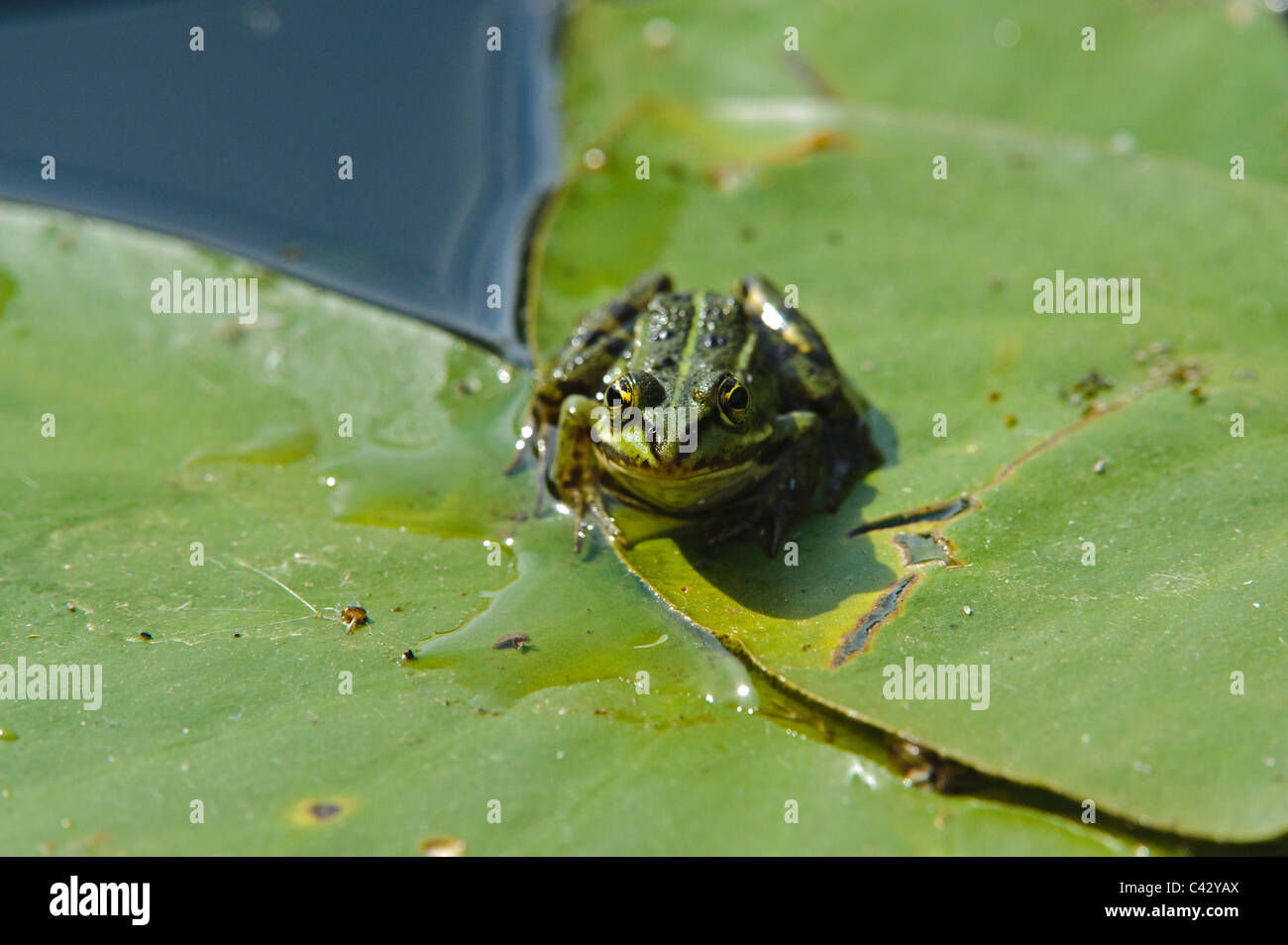 Frog sitting pad hi-res stock photography and images - Alamy