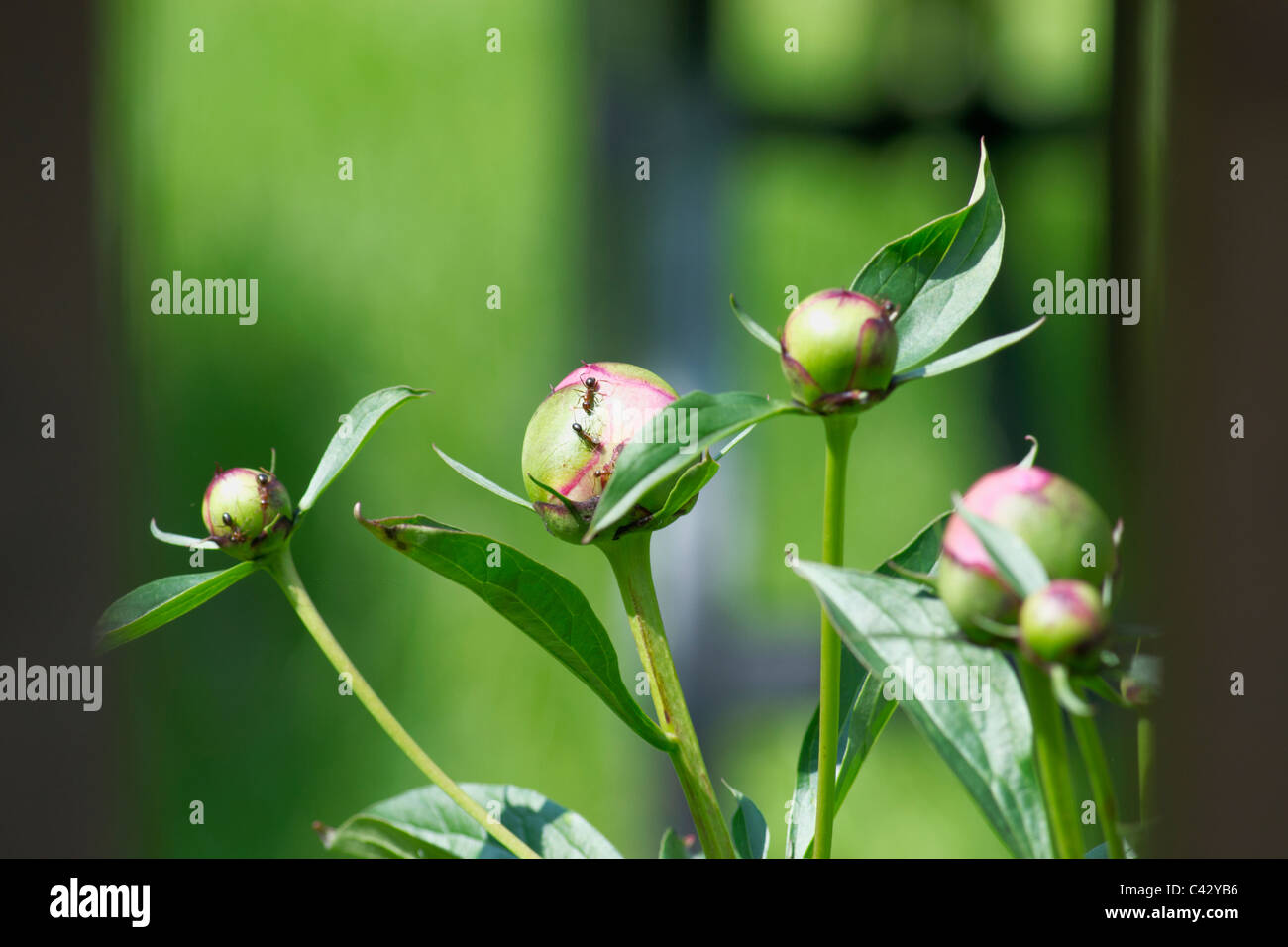 Peonys before bloom. Genus Paeonia Stock Photo - Alamy