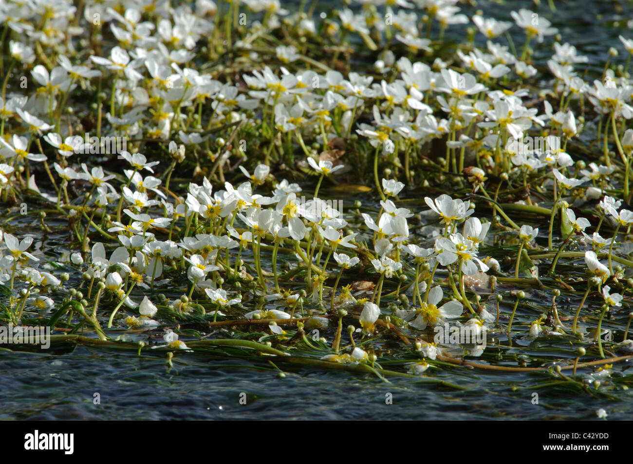 River Watercrowfoot (Ranunculus fluitans Stock Photo - Alamy