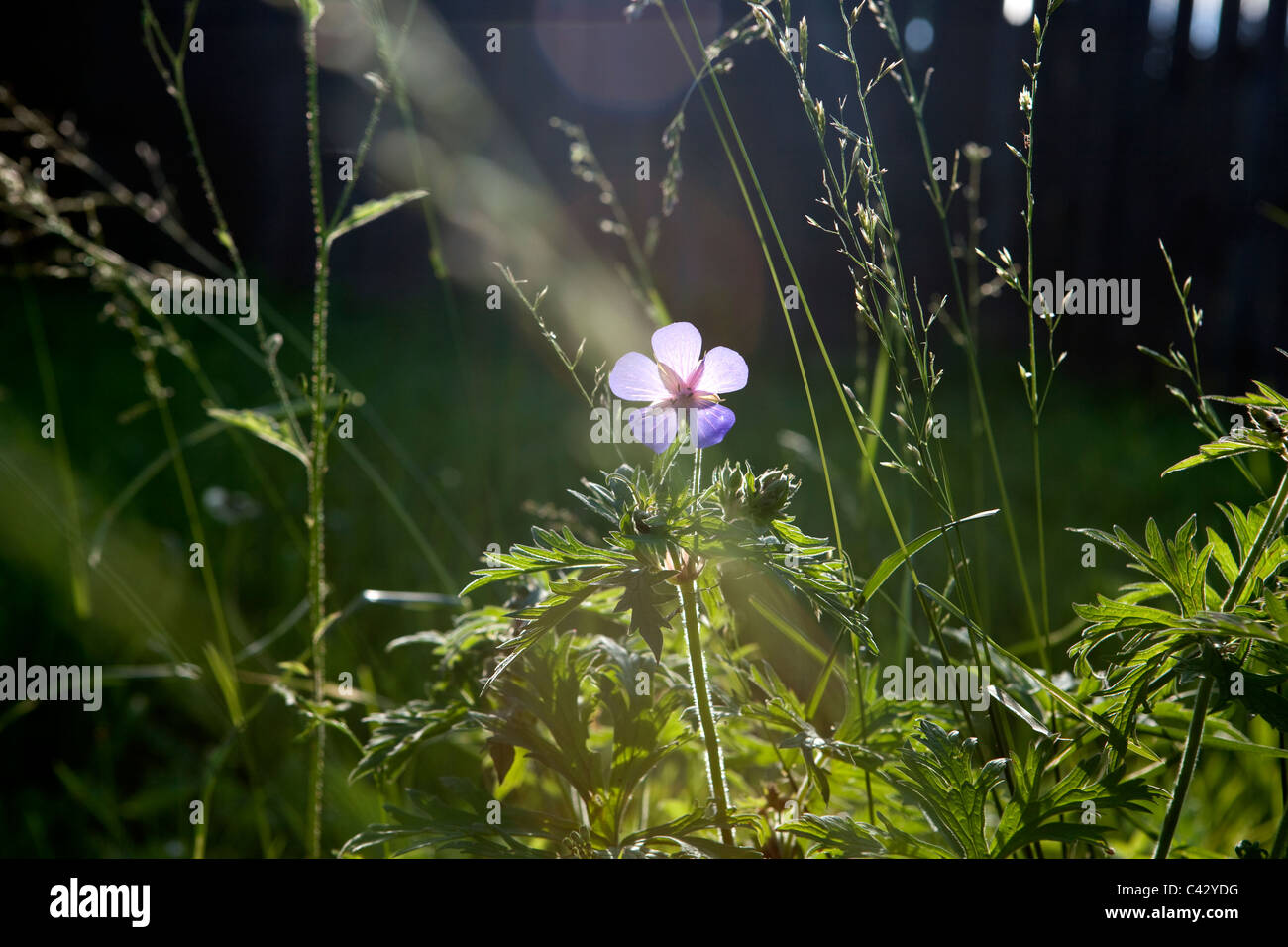 Lilac sunset hi-res stock photography and images - Alamy