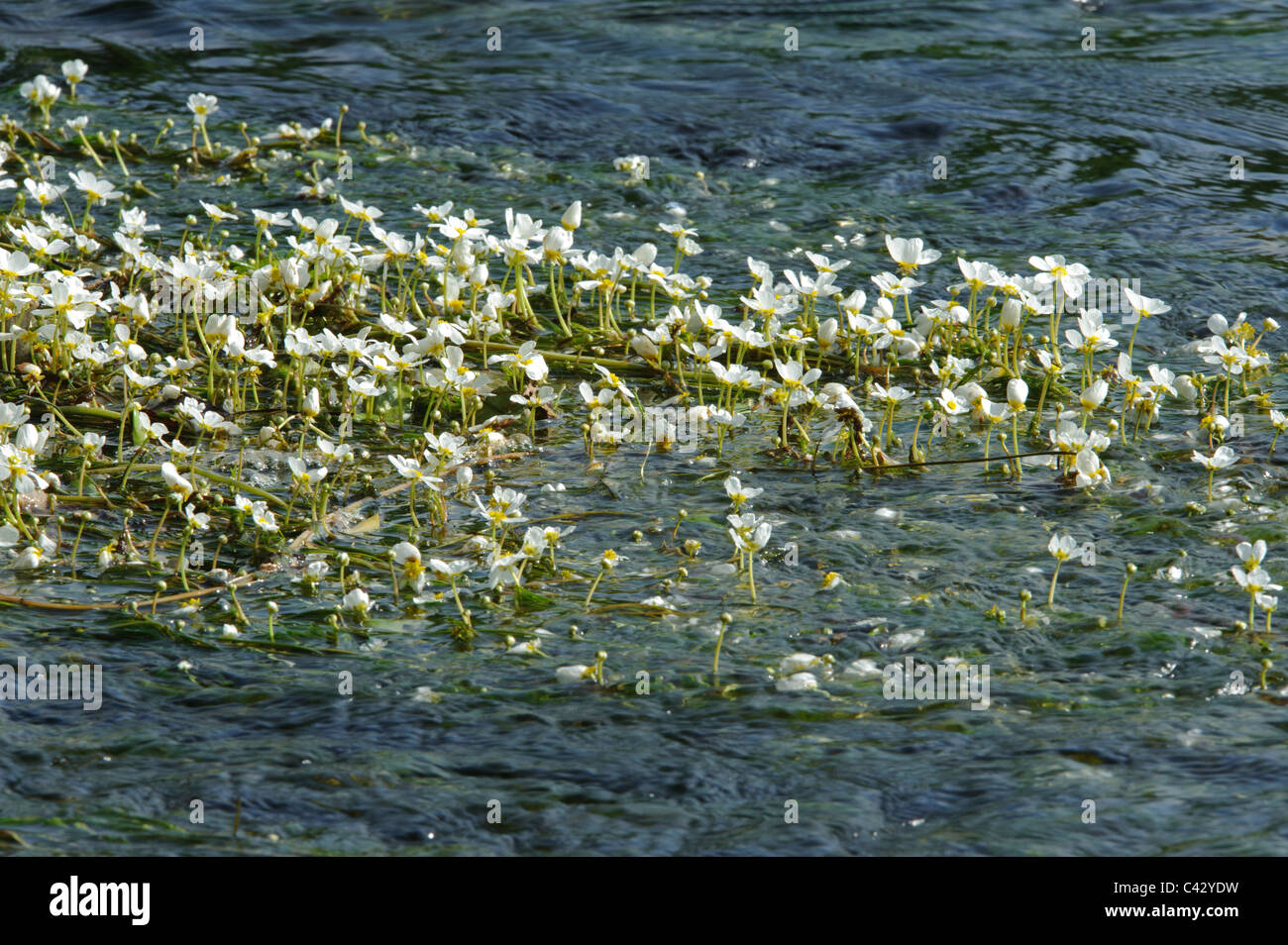 Perennial river hi-res stock photography and images - Alamy