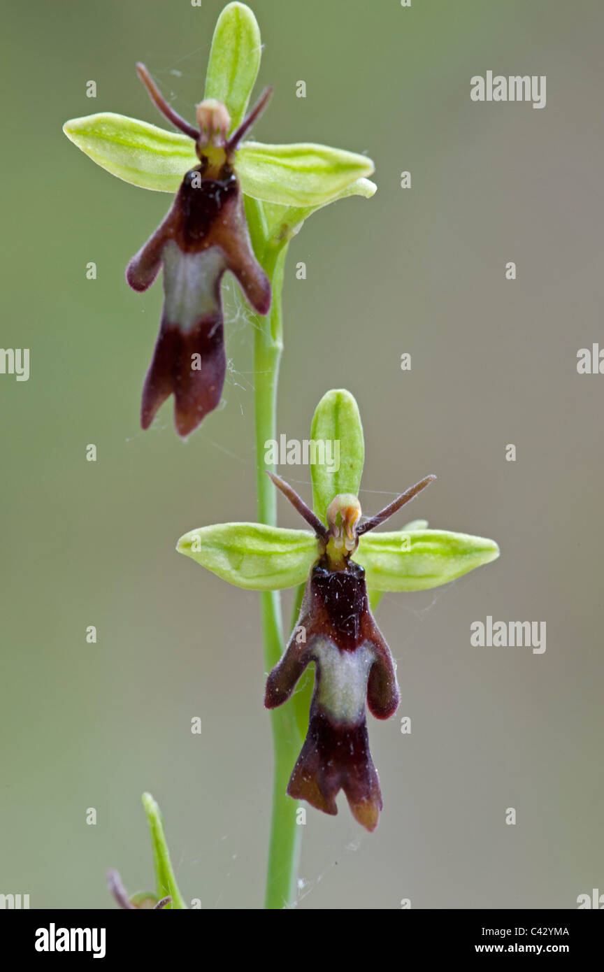 Insectifera hi-res stock photography and images - Alamy