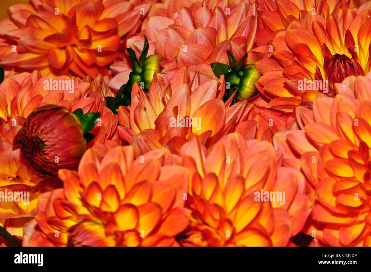 Cluster of main flower hi-res stock photography and images - Alamy