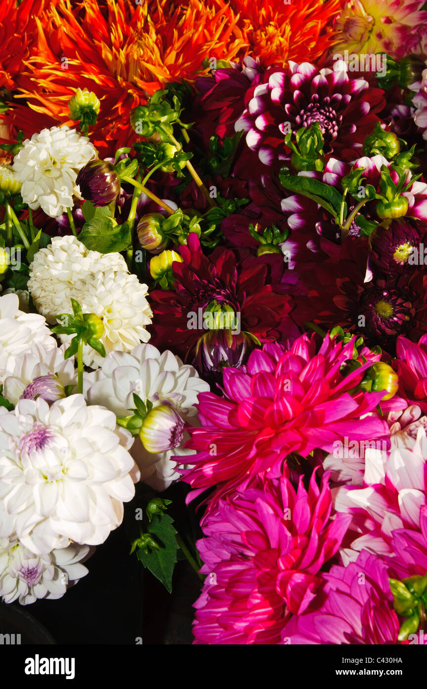 Cluster of main flower hi-res stock photography and images - Alamy
