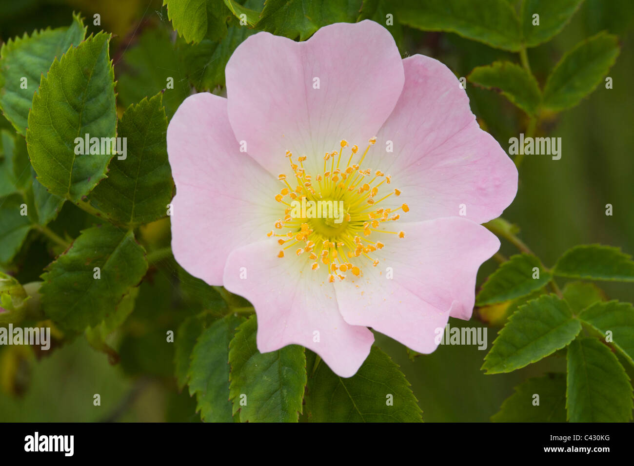 Pink Dog Rose (Rosa canina), Snettersham, Norfolk Stock Photo - Alamy