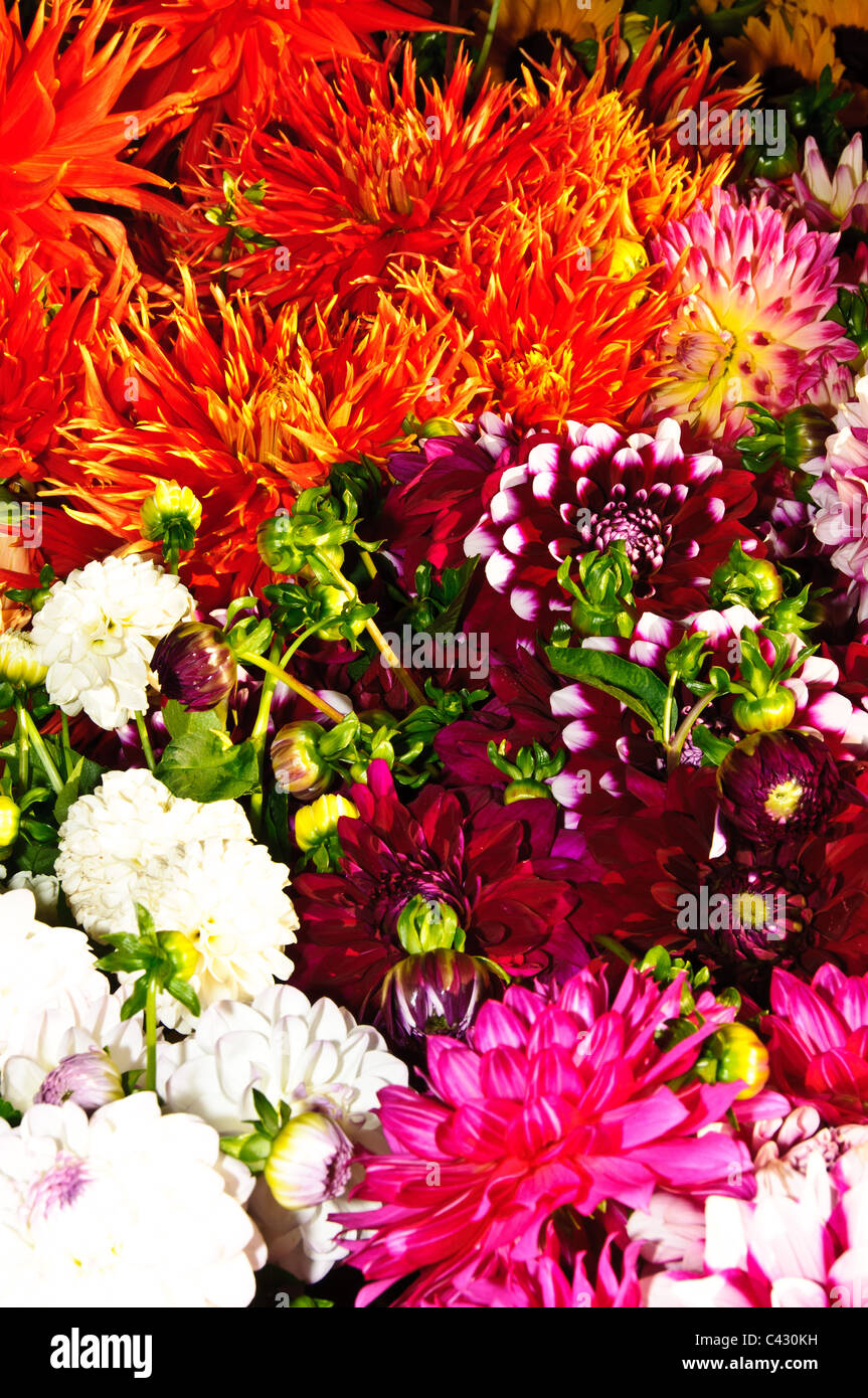 Cluster of main flower hi-res stock photography and images - Alamy