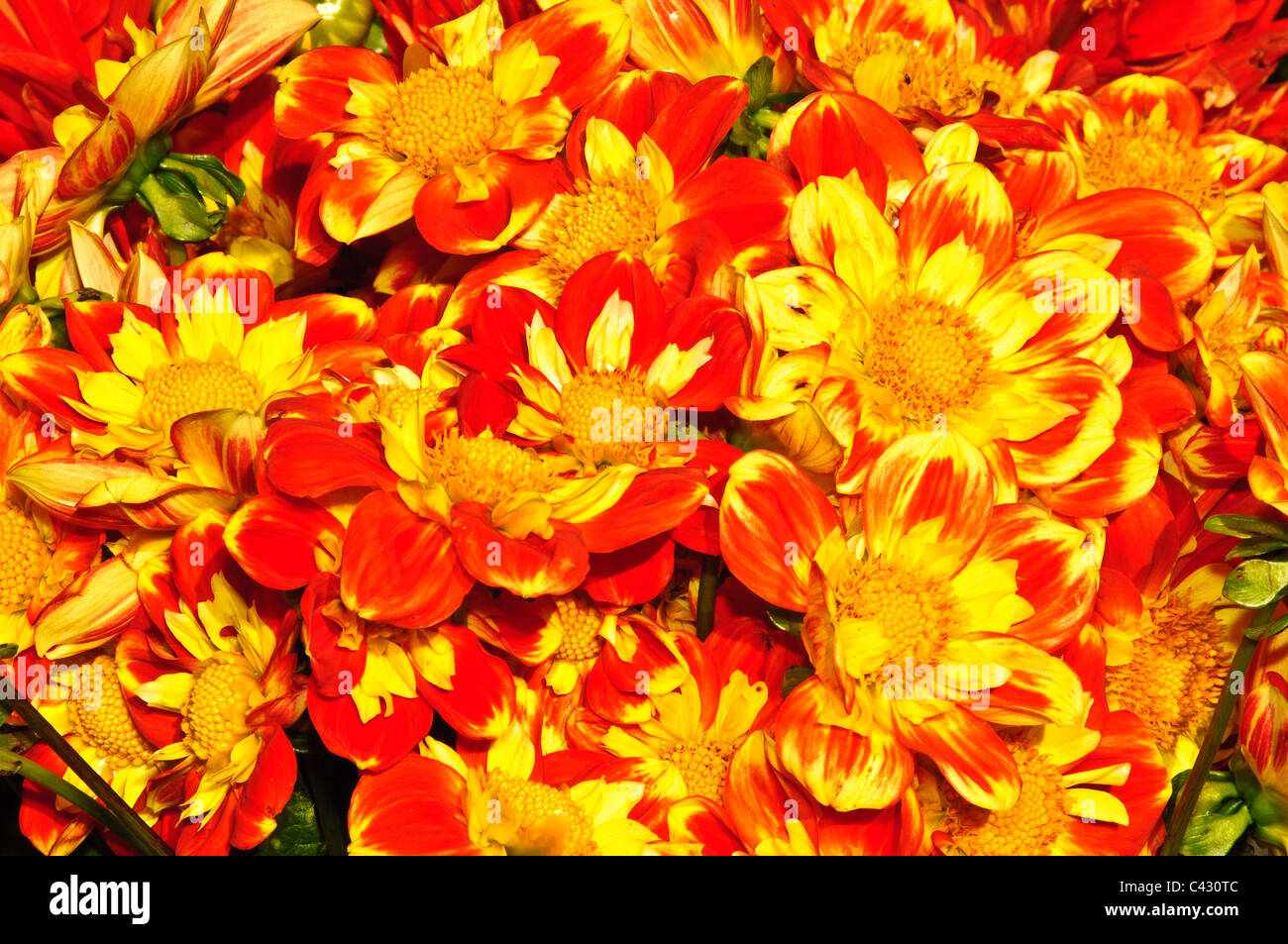 Cluster of main flower hi-res stock photography and images - Alamy
