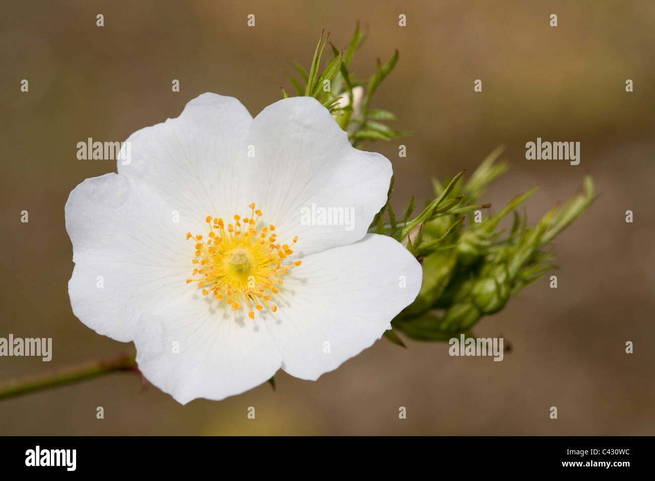 White Dog Rose (Rosa canina), Snettersham, Norfolk Stock Photo - Alamy