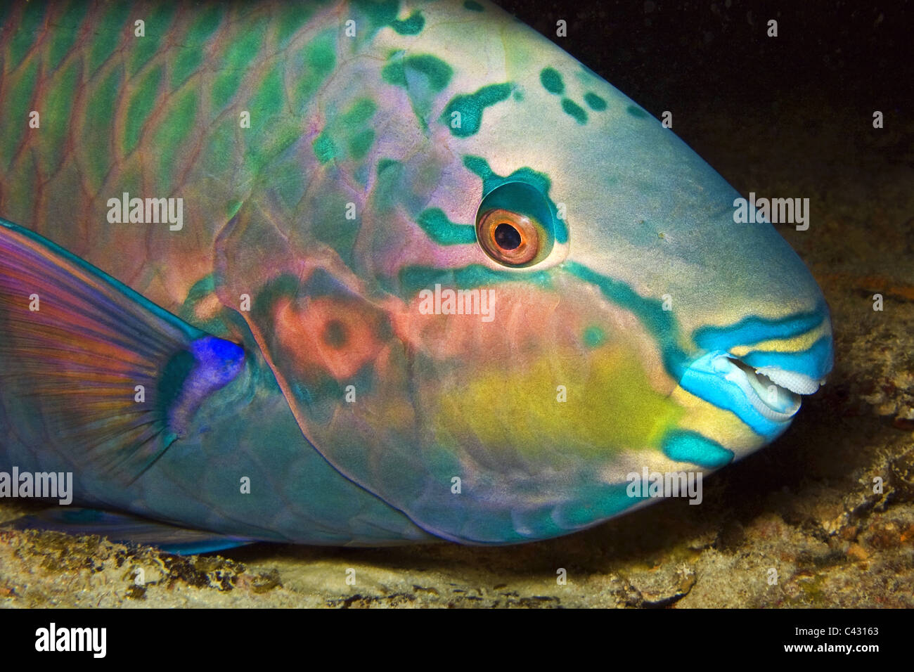 Parrotfish underwater hi-res stock photography and images - Alamy