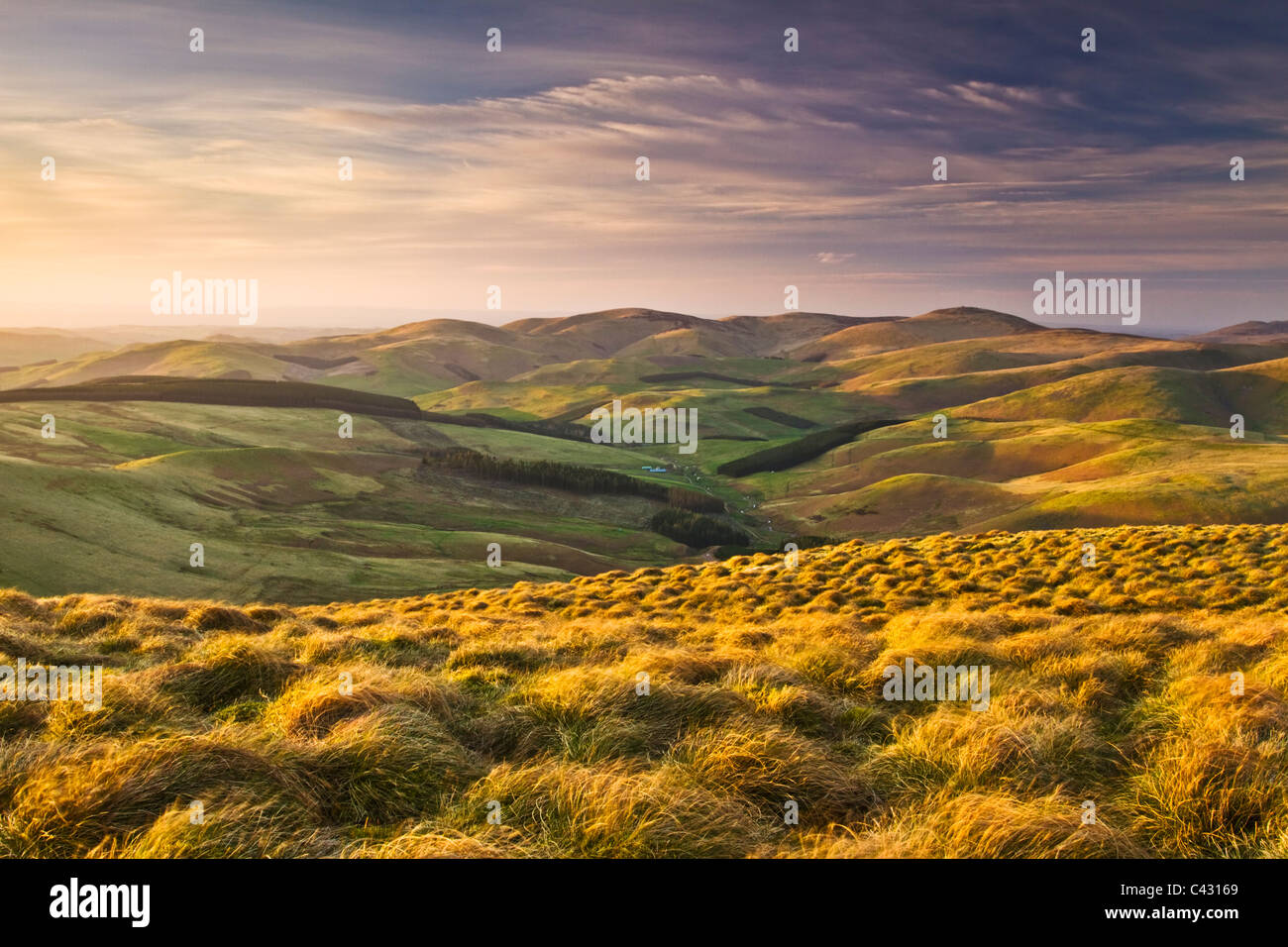 Cheviot hi-res stock photography and images - Alamy