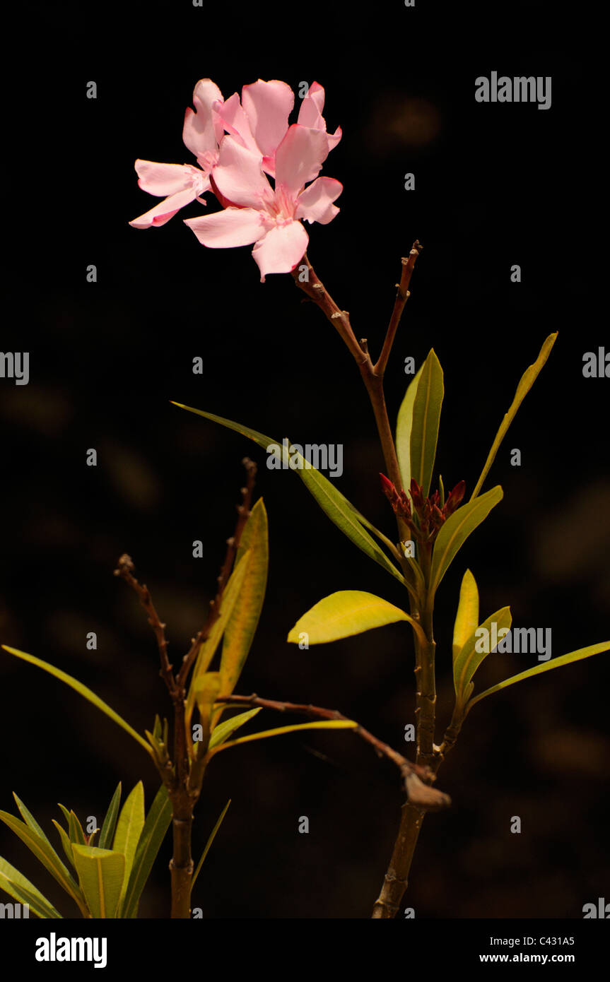 pink flower of the Oleander plant, in the field of Cala Gonone ...
