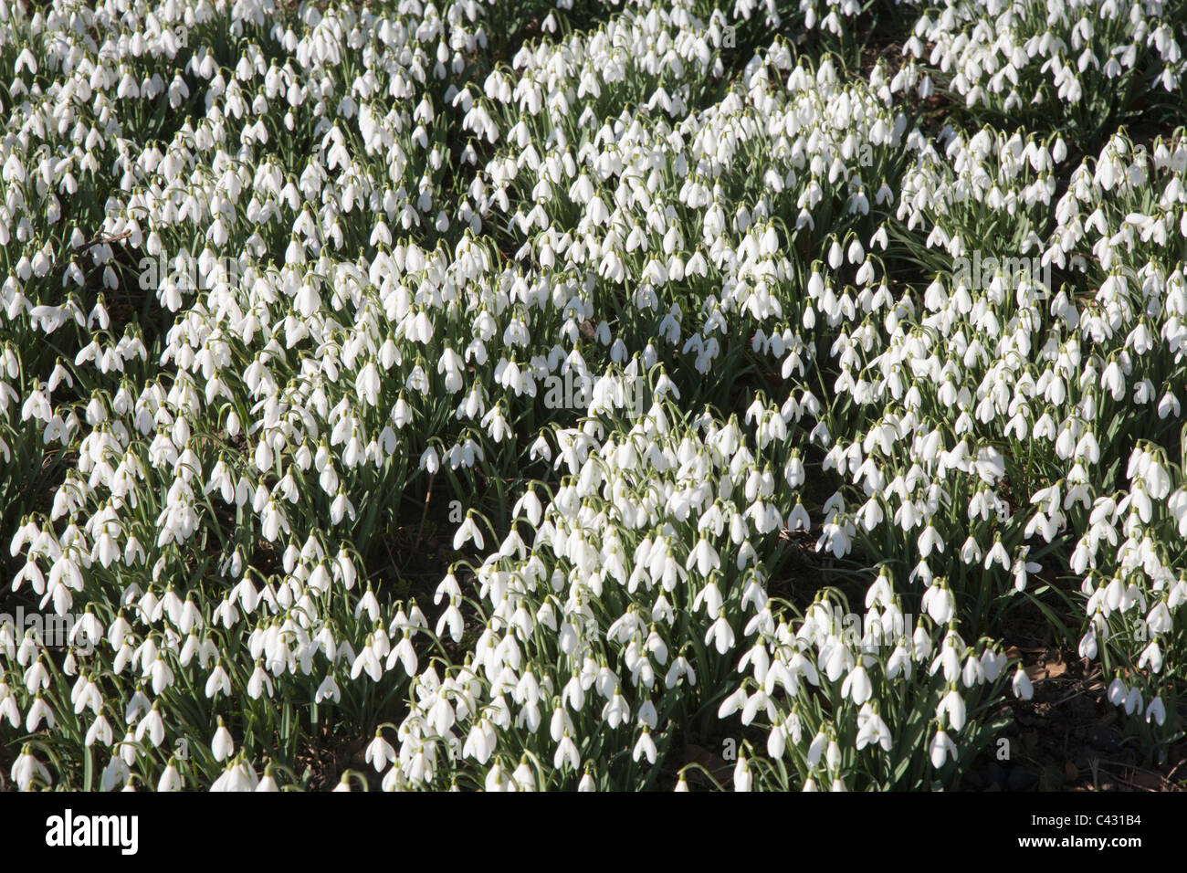 Snowdrops hopton hall hi-res stock photography and images - Alamy