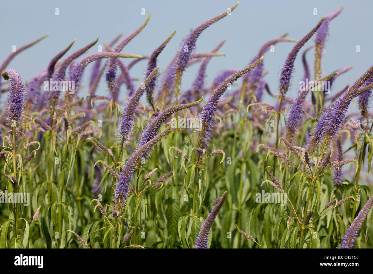 Sky blue flower spikes hi-res stock photography and images - Alamy