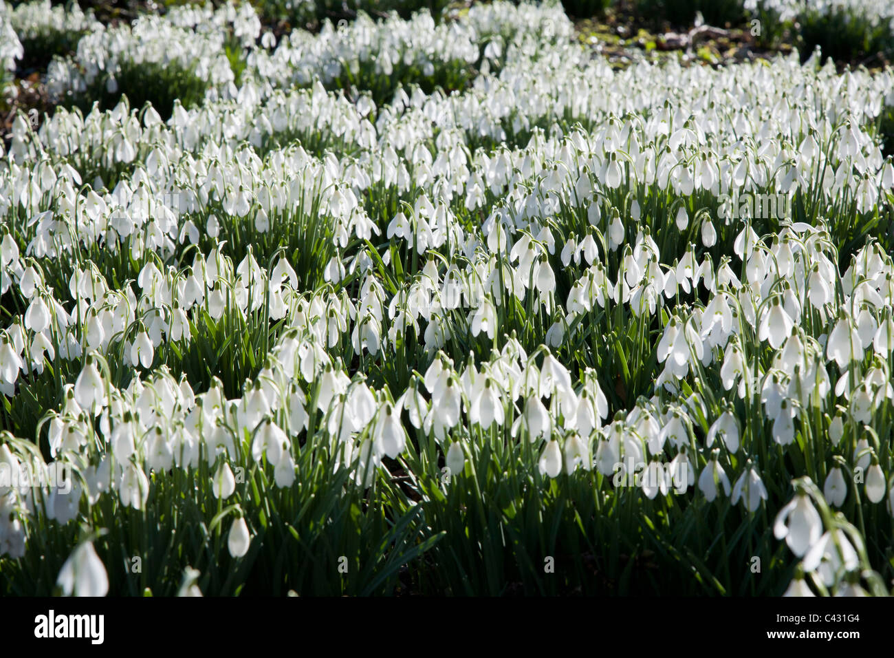 Snowdrops at Hopton Hall, Derbyshire,UK Stock Photo - Alamy
