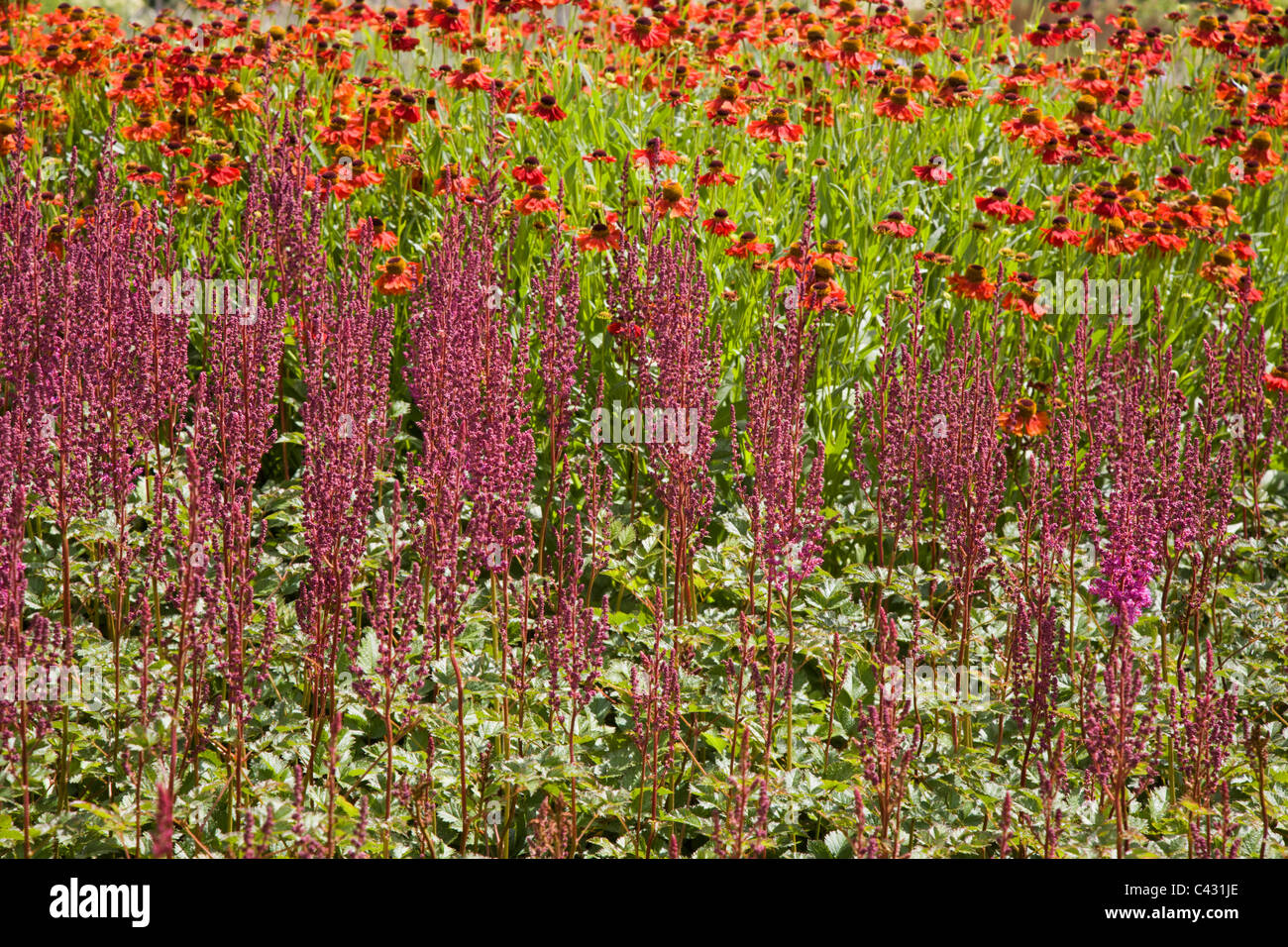 Red and pink cultivated flower border Stock Photo - Alamy