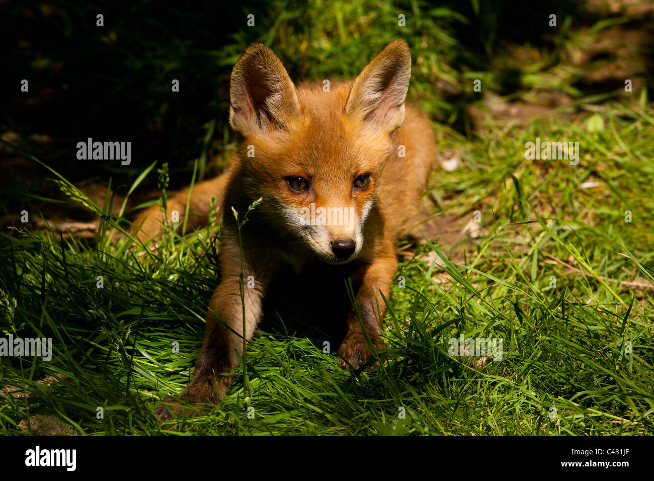 Red Fox Cub (Vulpes vulpes) Laying In Long Grass Stock Photo - Alamy