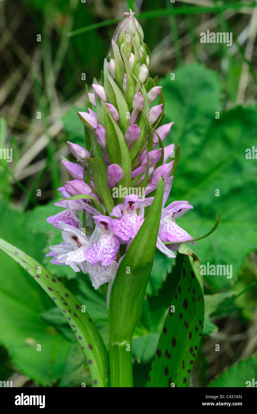Broad-leaved Marsh-orchid (Dactylorhiza majalis Stock Photo - Alamy