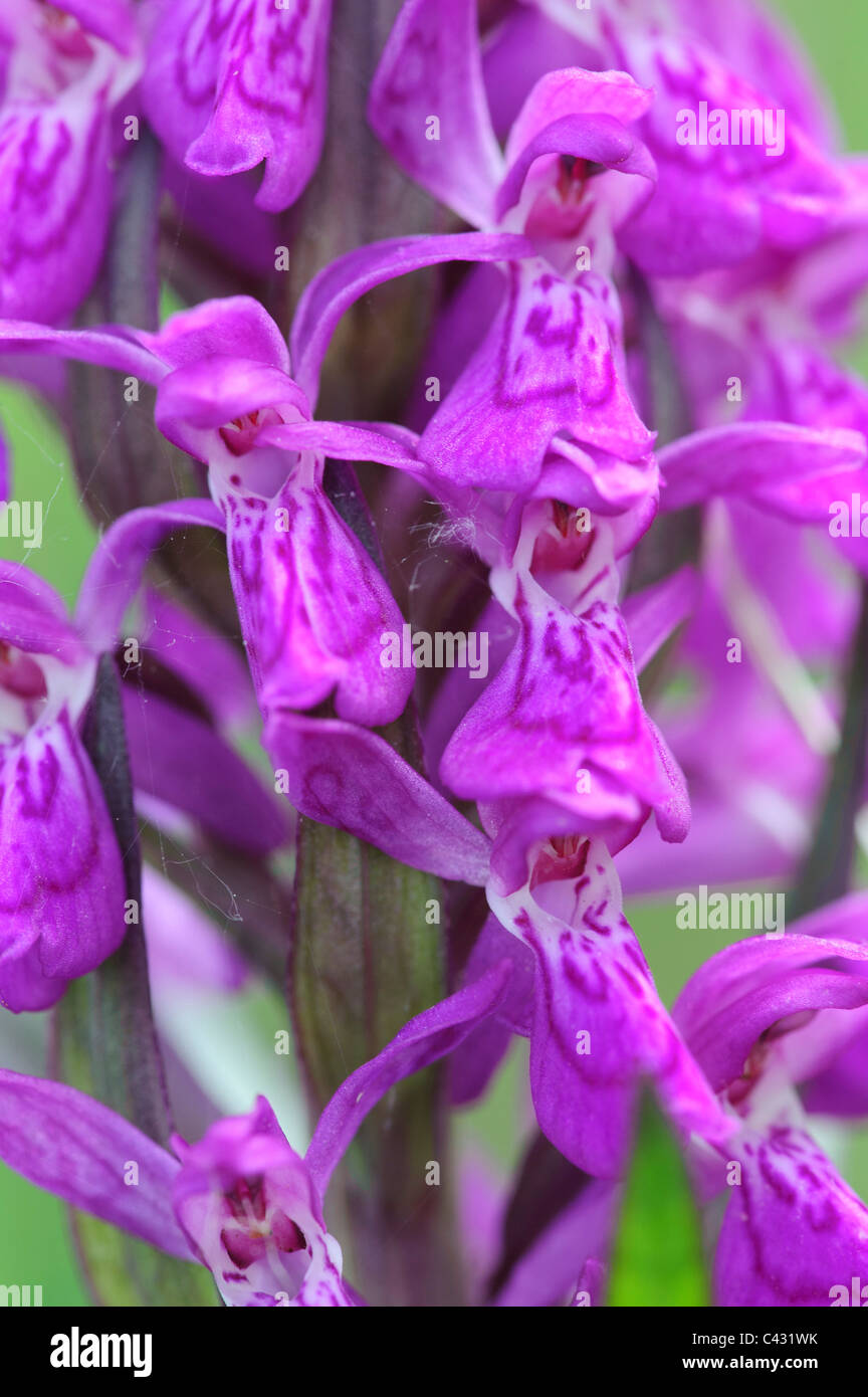 Broad-leaved Marsh-orchid (Dactylorhiza majalis Stock Photo - Alamy