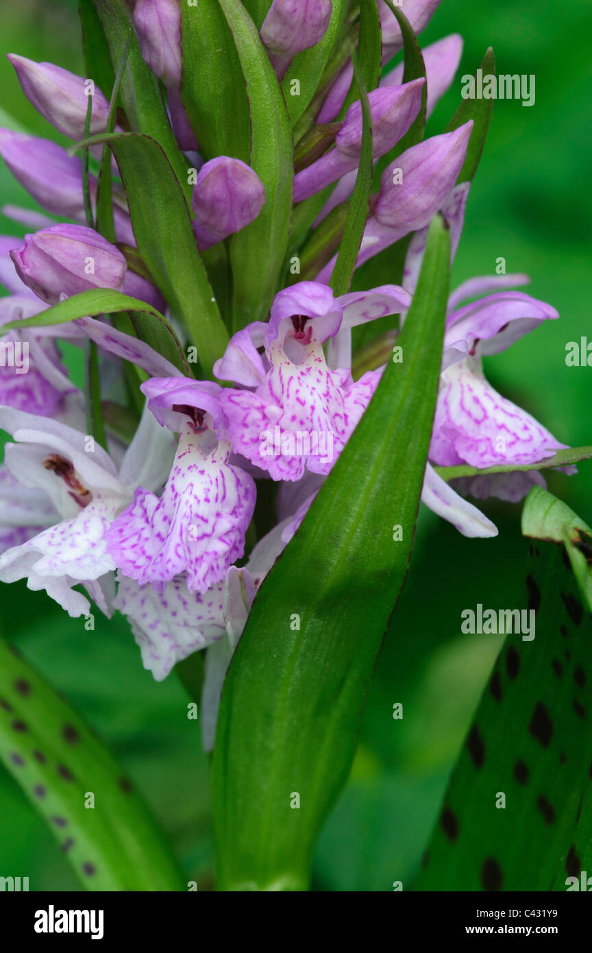 Broad-leaved Marsh-orchid (Dactylorhiza majalis Stock Photo - Alamy