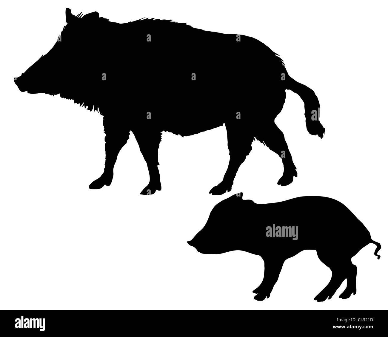 White boars Cut Out Stock Images & Pictures - Alamy