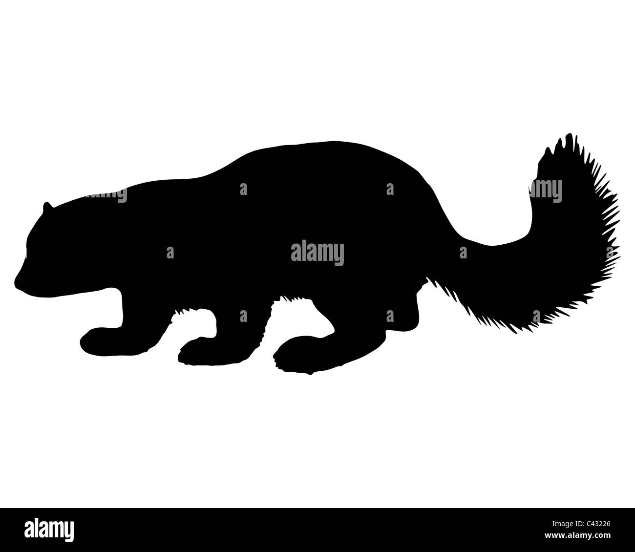 Sable black Black and White Stock Photos & Images - Alamy