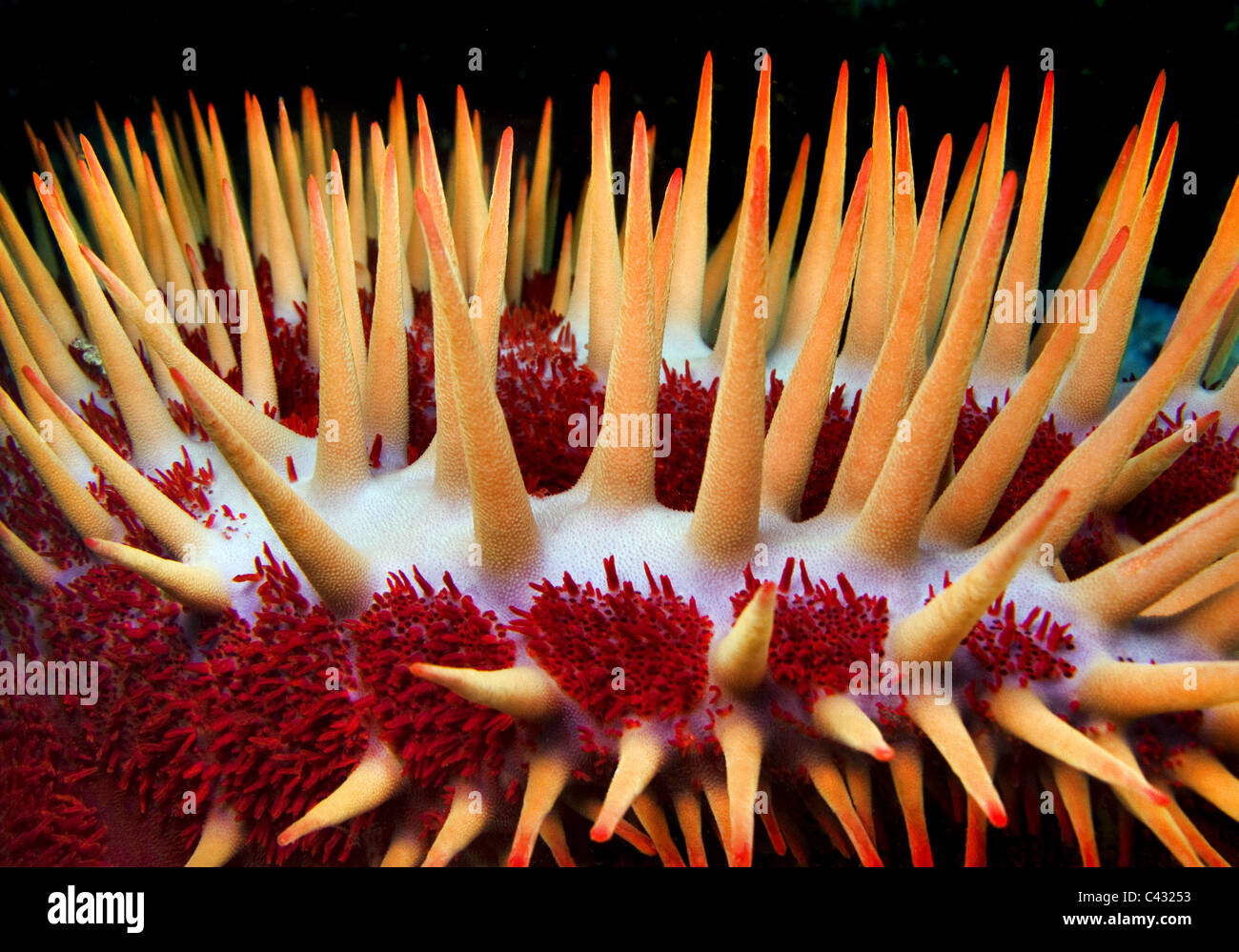 Starfish seastar underwater hi-res stock photography and images - Alamy