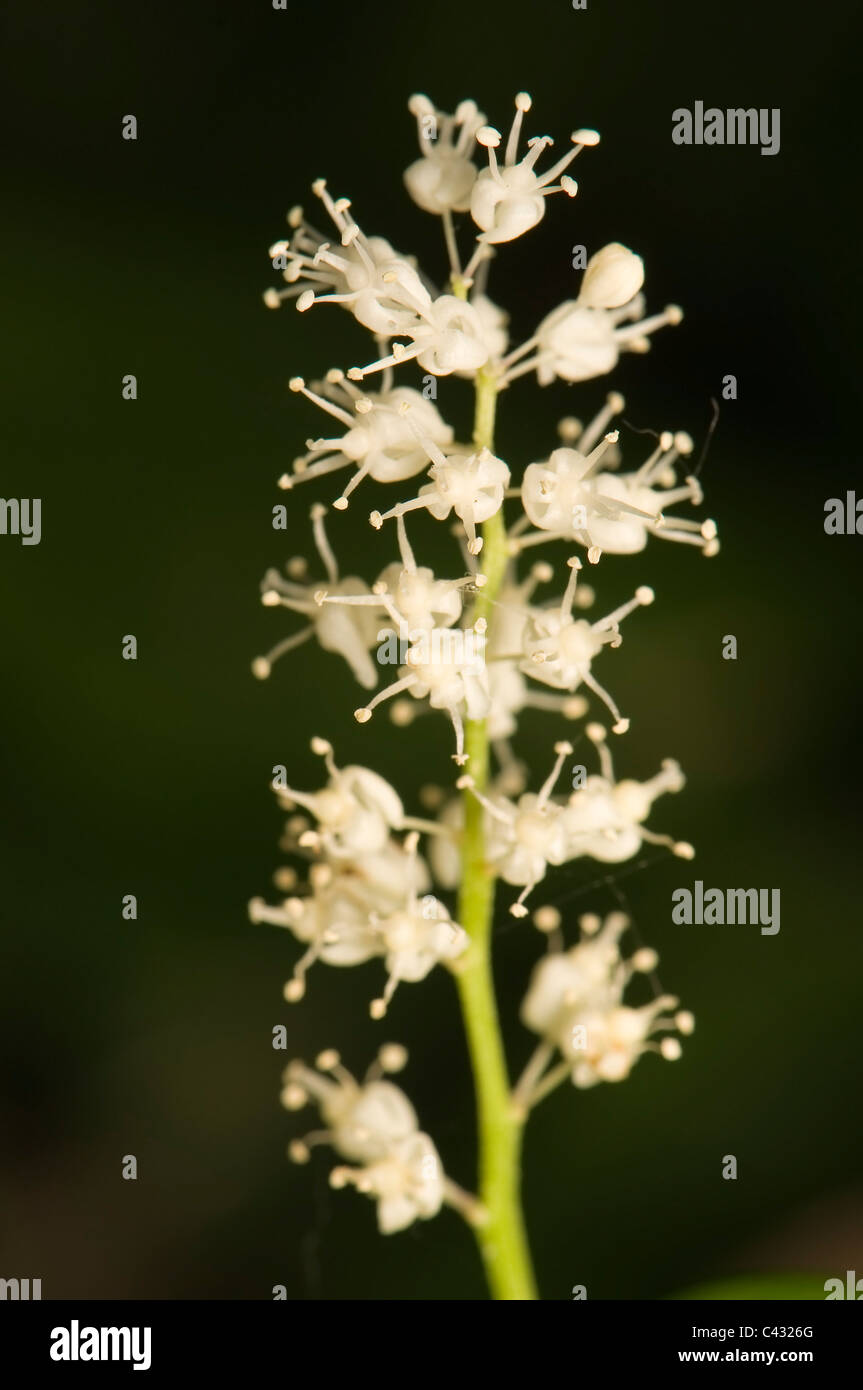 Maianthemum bifolium nature hi-res stock photography and images - Alamy